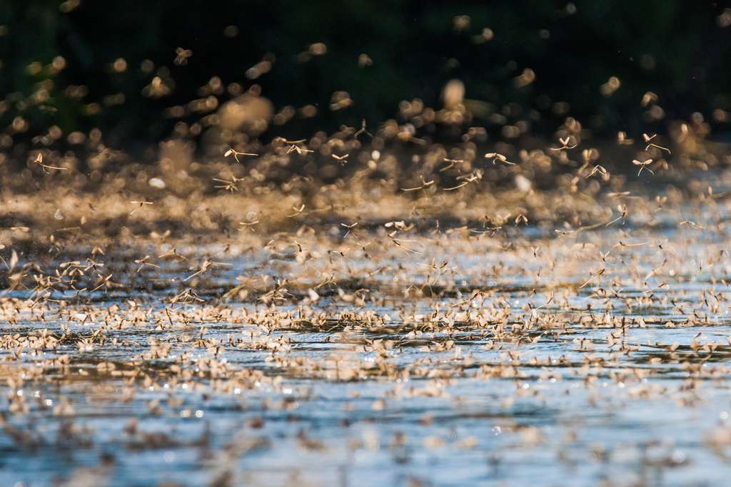 This River in Hungary Blooms With Millions of Mayflies Every June – A ...