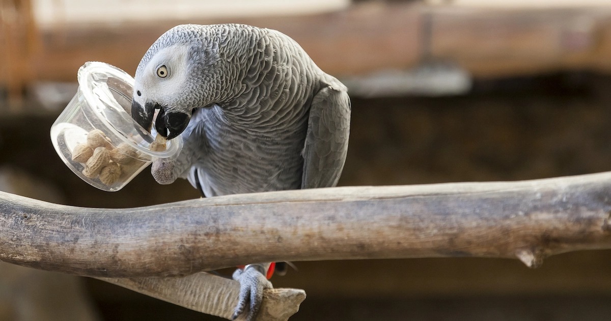 The First Animal to Ever Ask an Existential Question Is This African ...