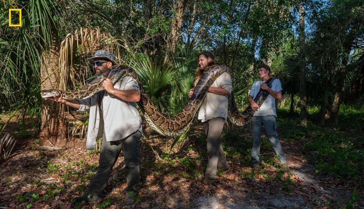 The largest Burmese Python ever caught in the US, the record-breaking ...