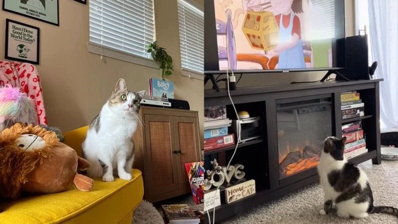 Ella, the Cat Obsessed with TV Cartoons