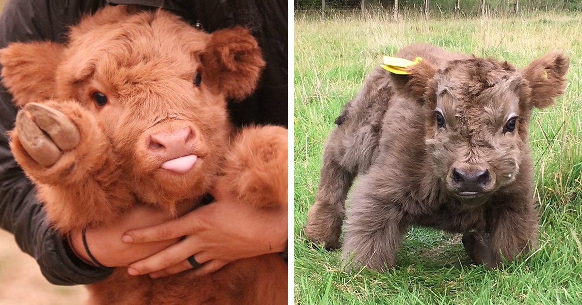 The Cuddliest Little Cows on the Planet Are Adorable Highland Cattle ...