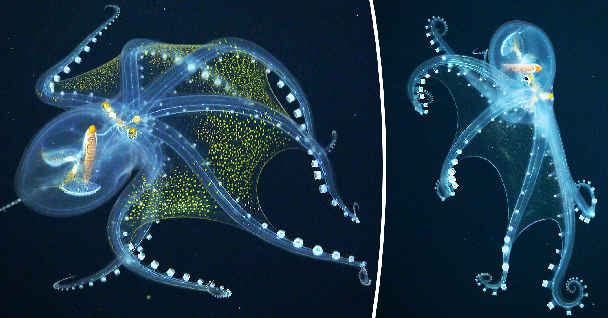 Rare Footage Captures First-Ever Look at Mysterious Glass Octopus in ...