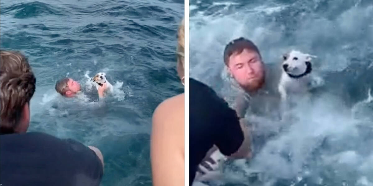 Boaters Discover An Abandoned Dog In The Middle Of The Ocean - Hasan Jasim