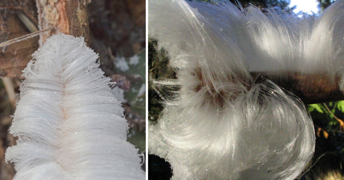 This Unusual ‘Hair Ice’ Forms on Dead Wood, and Scientists Have ...