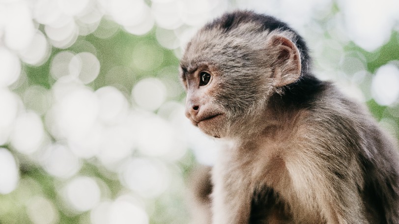 The Drug Cartel’s Mascot Monkey, Who Was Wearing A Bulletproof Vest ...