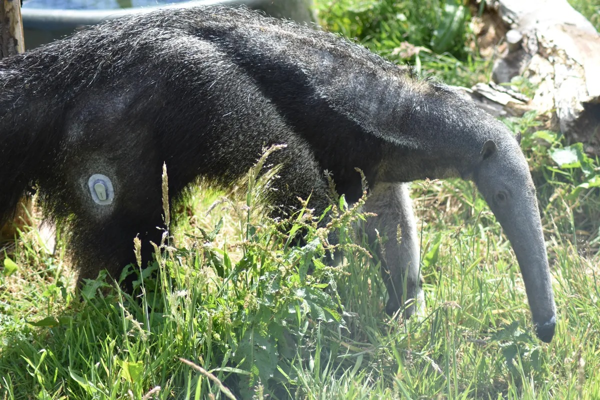 The First Giant Anteater Diagnosed With Diabetes And Fitted With A ...