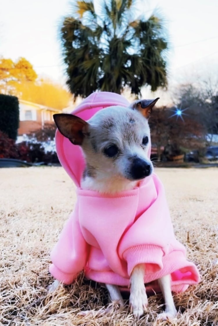 Pebbles, a 22-year-old Fox Terrier, is Officially The Oldest Living Dog ...