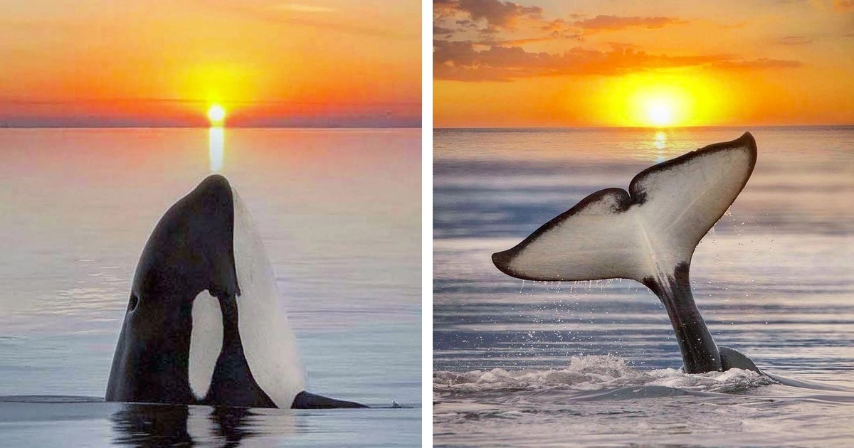 Professional Photographer Captures Magical Photos Of Orcas Basking In A ...