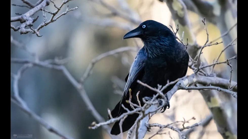 According To A New Study, Crows, Like Humans, Are Self-Aware - Hasan Jasim