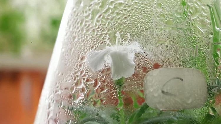 Plants Reborn From 32,000-Year-Old Seeds Are Being Studied By ...