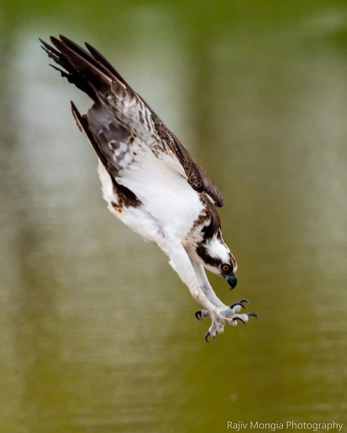 Photographer Captures Incredible Image of Two Eagles Locking Talons in ...