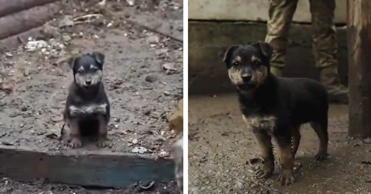 Meet Rambo, a Stray Puppy Who Has Become a “Protector” for Ukrainian ...