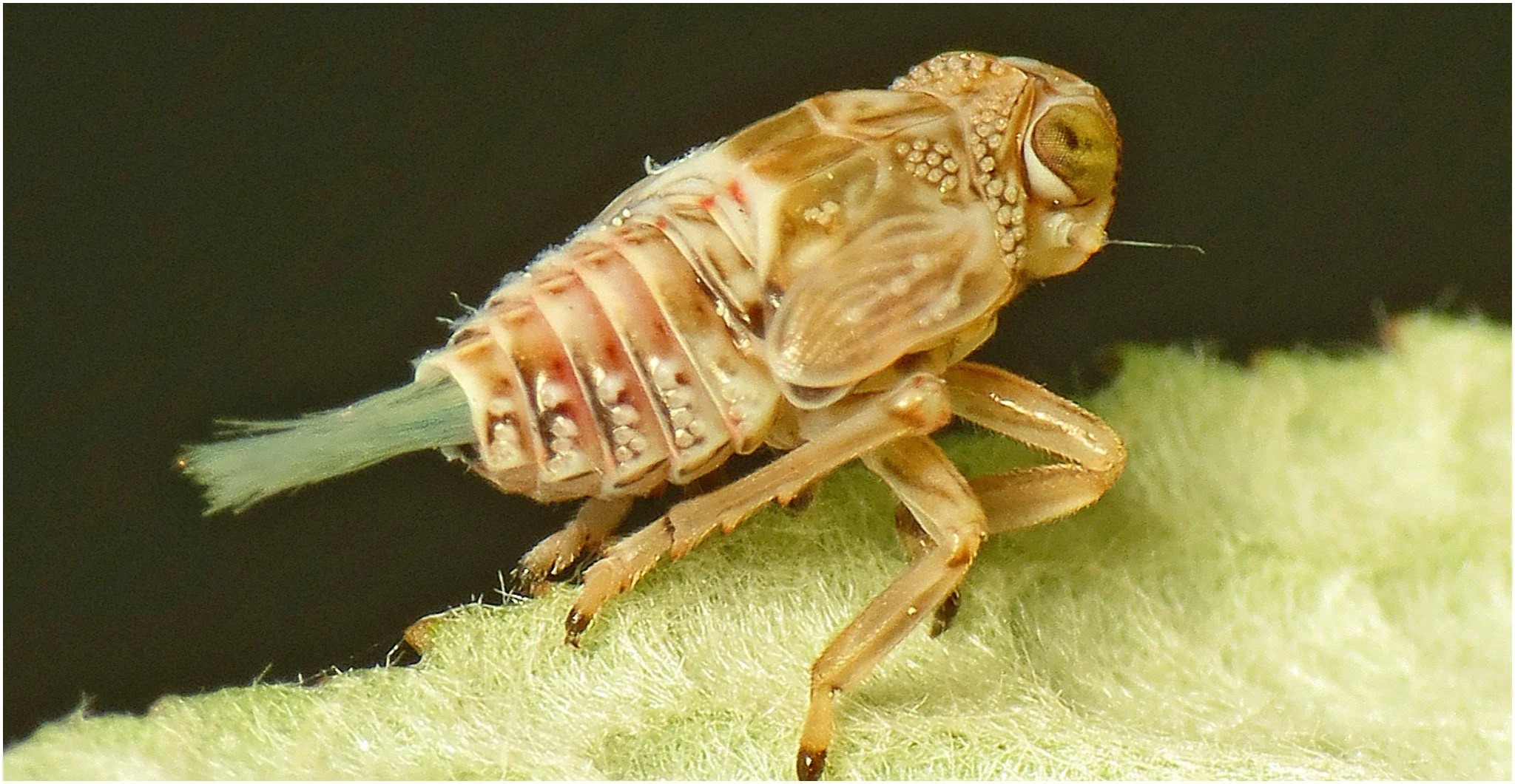 This Tiny Insect Has The Only Mechanical Gears Ever Discovered In ...