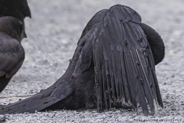 A Photographer Captures an Unusual Image of a Crow Bathing in Ants ...