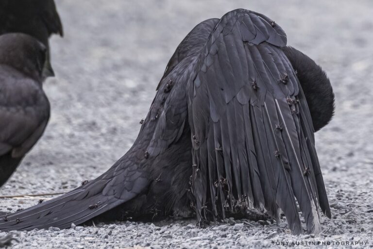 A Photographer Captures an Unusual Image of a Crow Bathing in Ants ...