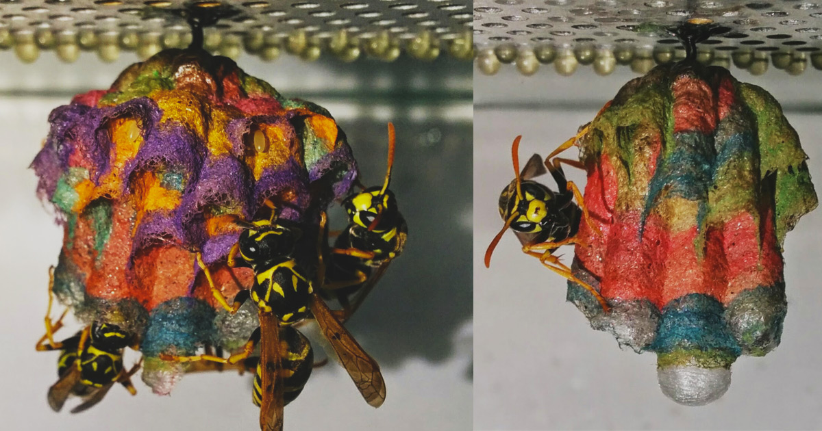 When A Colony Of Wasps Is Given Colored Construction Paper, They Create ...