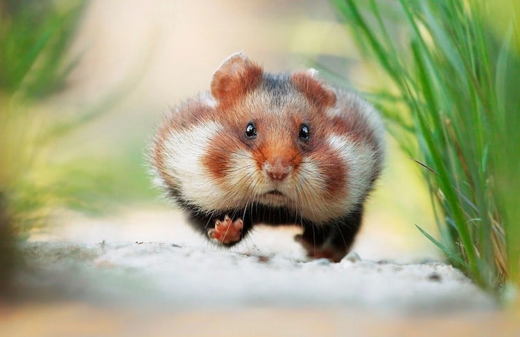 Photographer Captures the Cutest Portraits of Wild Hamsters Enjoying ...