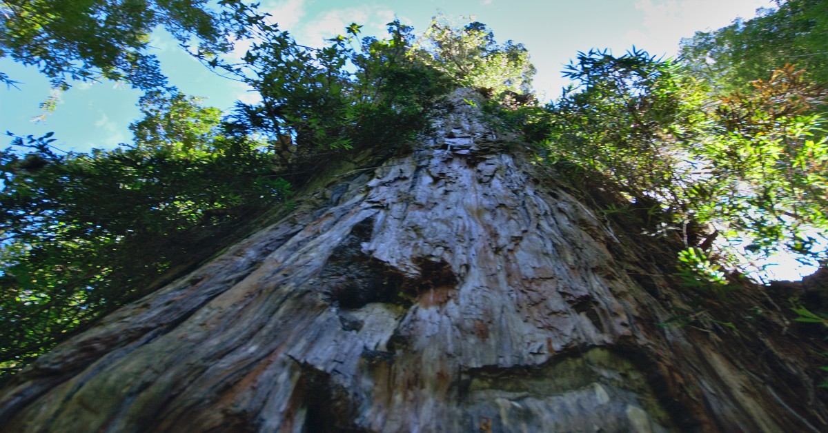 The 5,484-Year-Old Great-Grandfather Tree Was Discovered As The World's ...
