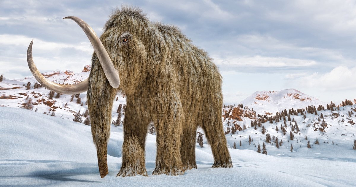 A Woolly Mammoth Tusk Was Discovered Unexpectedly Sticking Out Of An ...