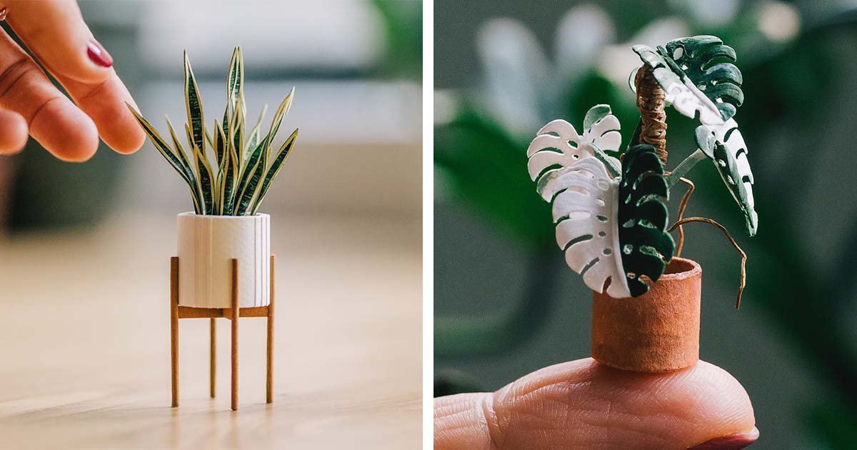 Stunningly Small House Plants Bring a Garden Indoors to Your Fingertips ...