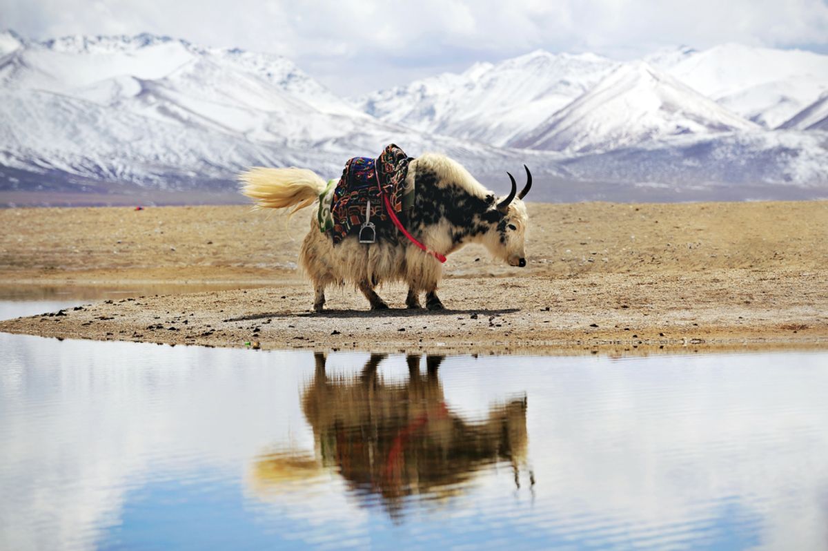 Melting Glaciers On The Tibetan Plateau May Release Newly Discovered ...
