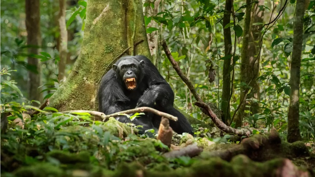 The Brutal Chimpanzee War Was Probably Fueled By Power, Ambition, And ...