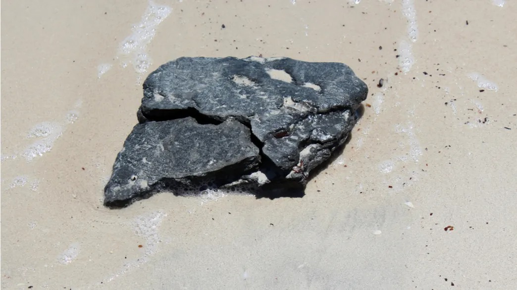 An International Team Confirms the Source of Waxy Substances Found on ...