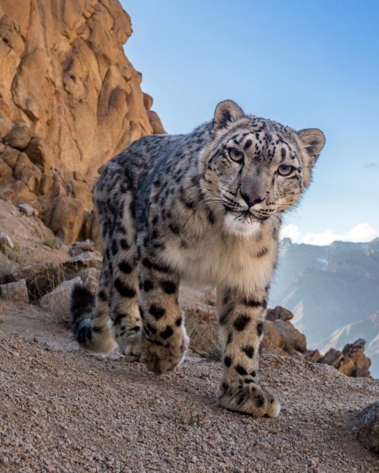 Wonderful Candid Photo of a Young Snow Leopard Showing its Teeth to The ...