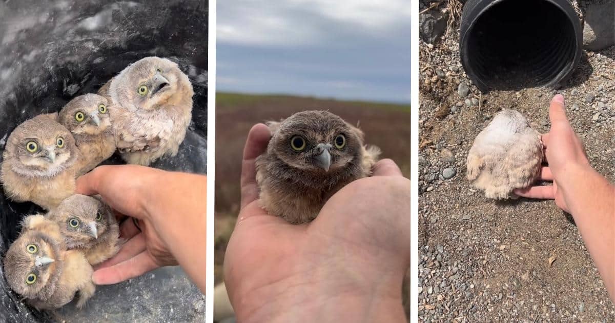A Wildlife Photographer Finds New Homes For Wide-Eyed Baby Burrowing ...