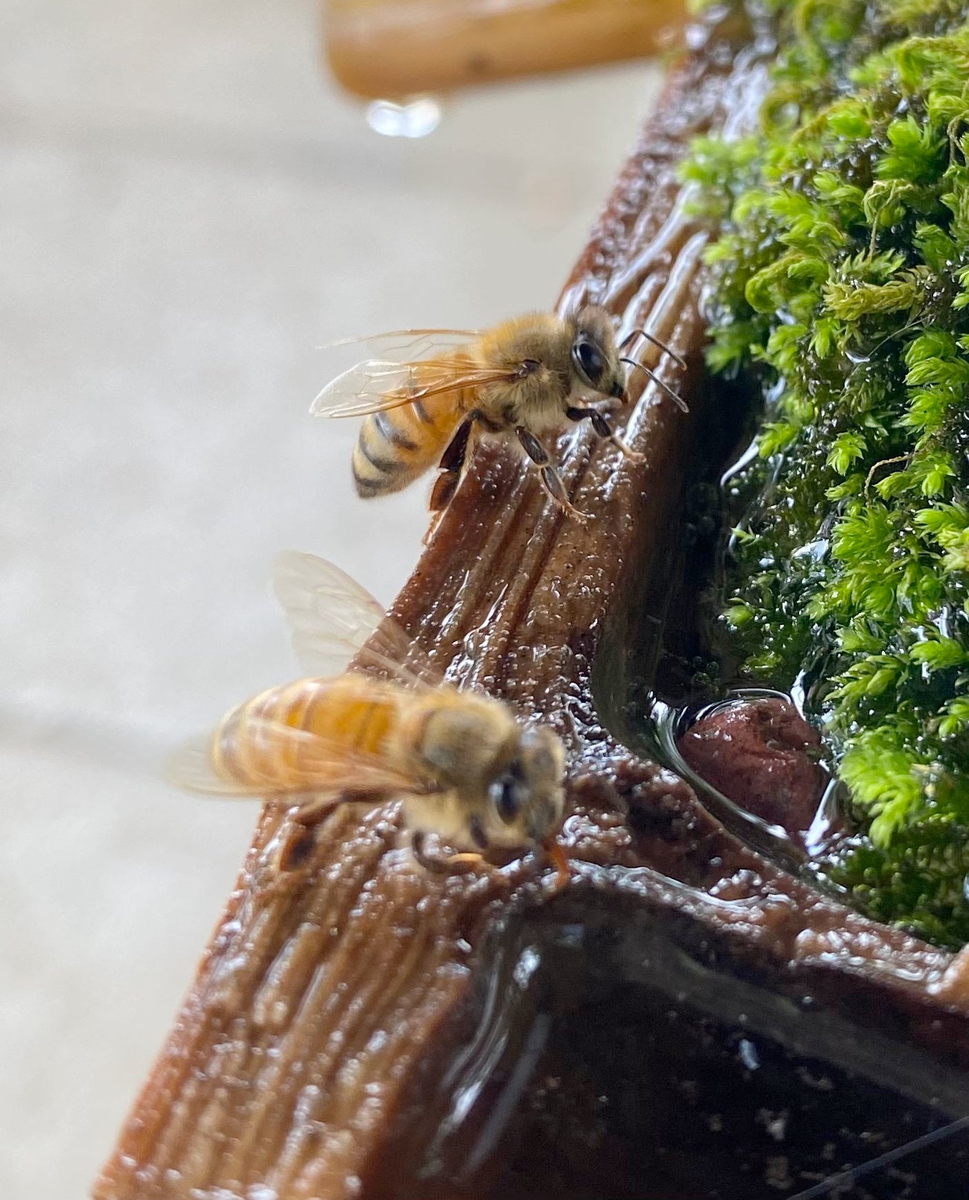 Fresh Water for Japanese Honeybees Is Provided by a Temporary Sanctuary ...