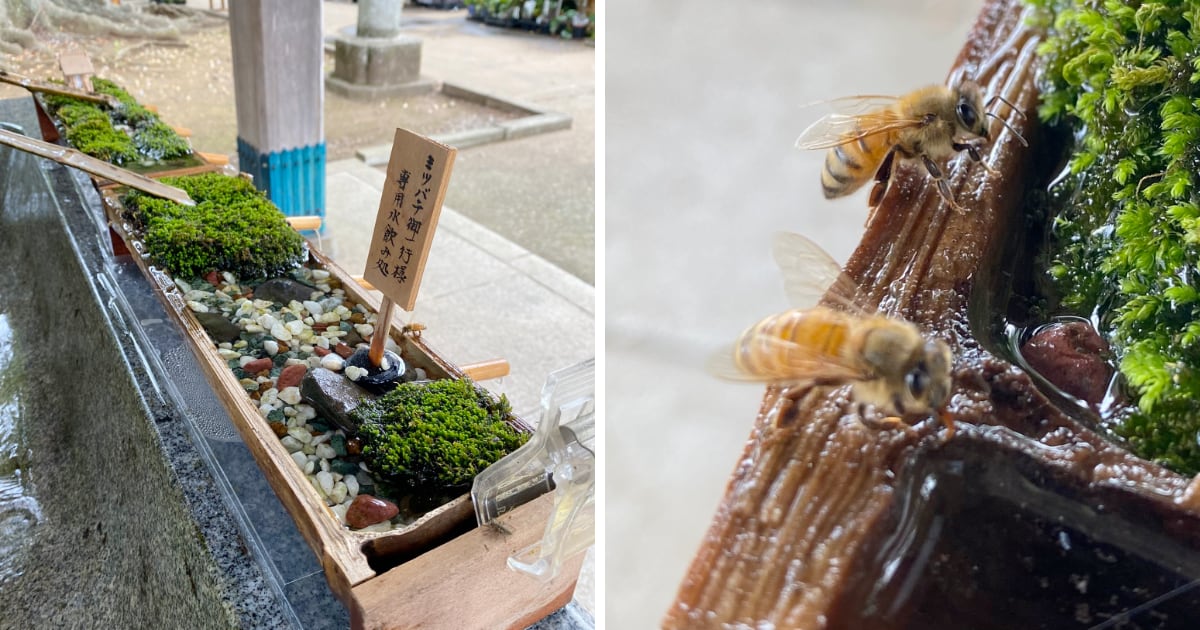 Fresh Water for Japanese Honeybees Is Provided by a Temporary Sanctuary ...