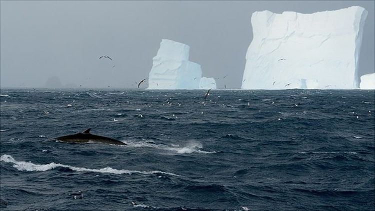 The Sighting of Fin Whales Indicates a Comeback for the Once-Endangered ...