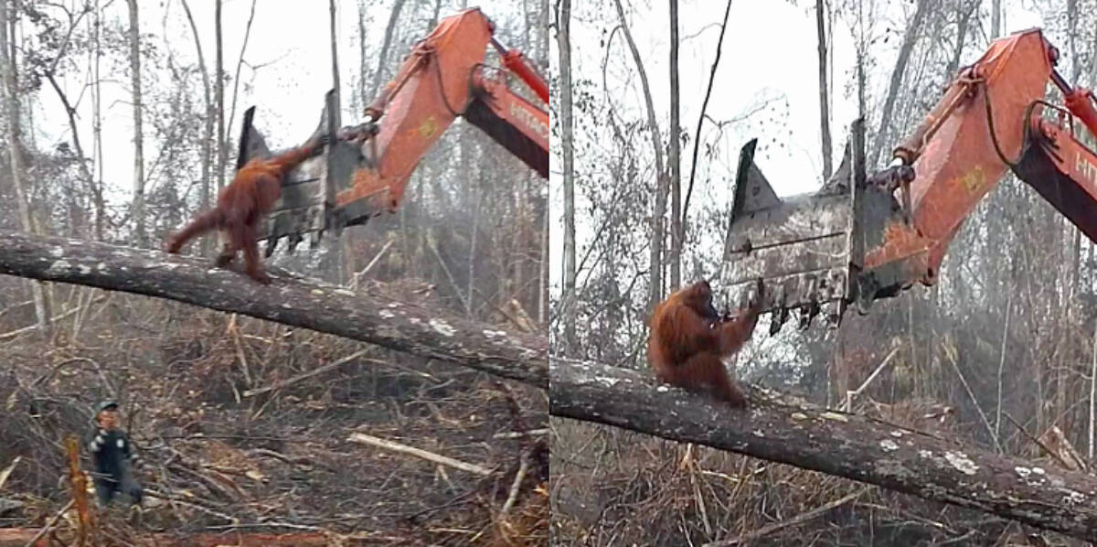 Orangutan Desperately Tries to Stop Excavator Destroying His Home in ...