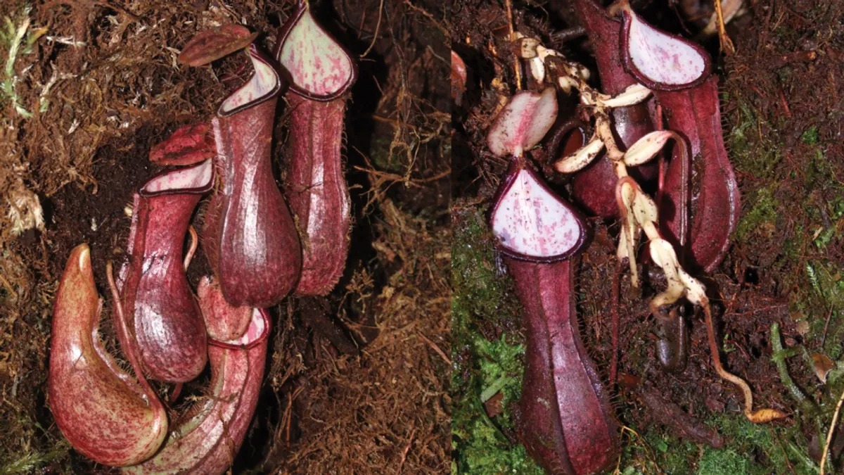 Indonesian Scientists Discovered The World’s First Carnivorous Pitcher ...
