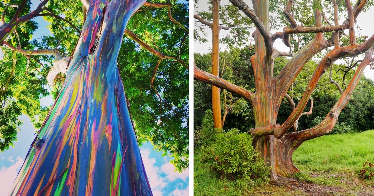 As Their Barks Shed, These Exotic Trees Transform Into Rainbows - Hasan ...