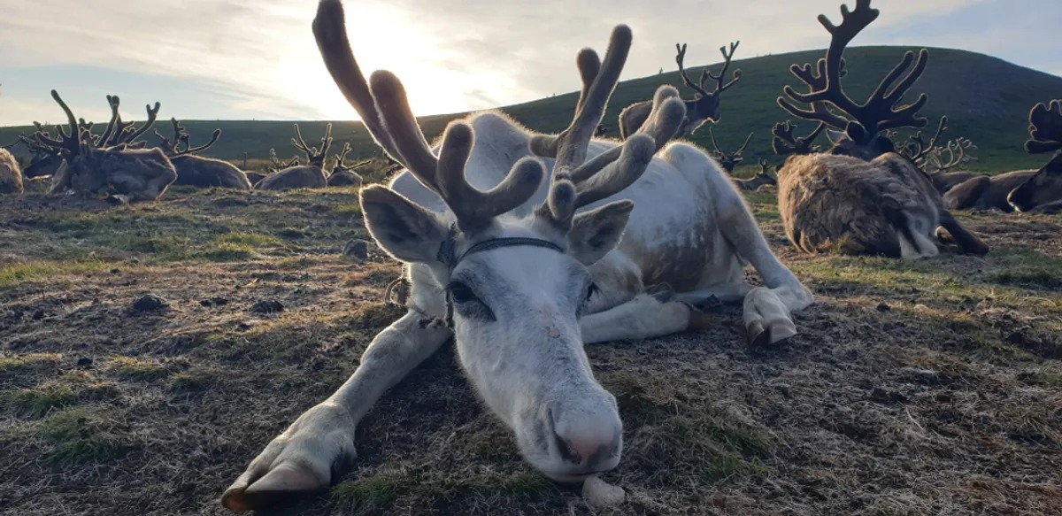 How Reindeer Eyes Change in the Winter to Give Them Twilight Vision ...