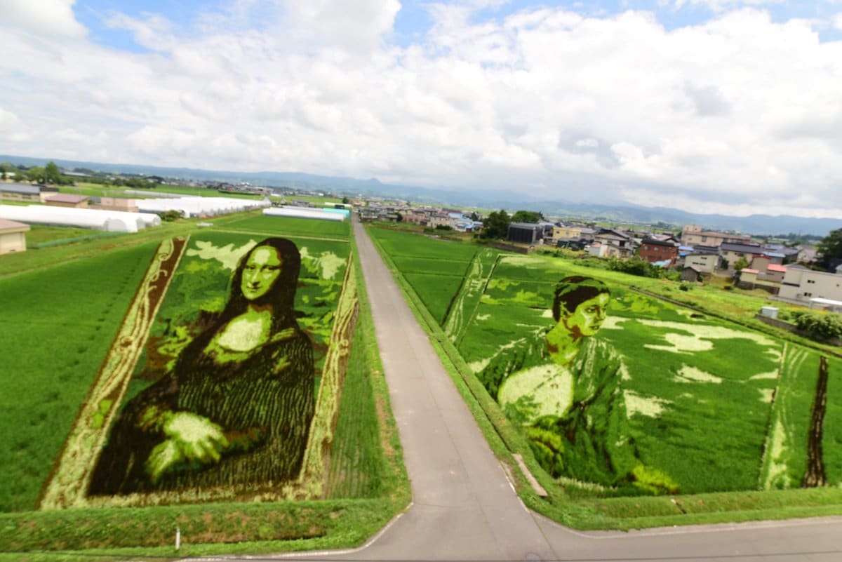 A Japanese Village Grows Many Varieties of Rice to Create a Giant ...