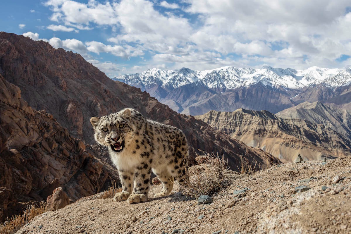 Wonderful Candid Photo of a Young Snow Leopard Showing its Teeth to The ...