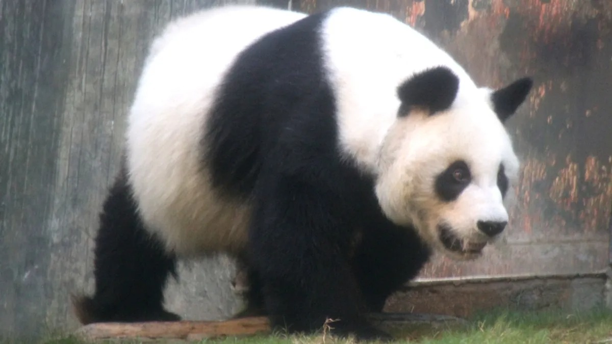 The World’s Oldest Captive Male Panda Has Died at The Age of 35 - Hasan ...