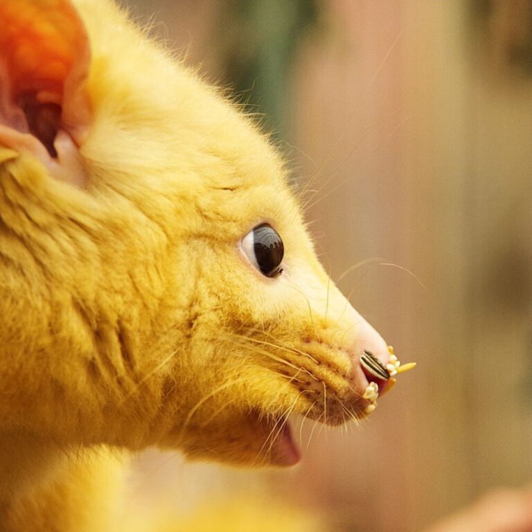 A Rare Golden Possum Found in Australia Resembles a Real-Life Pokemon ...