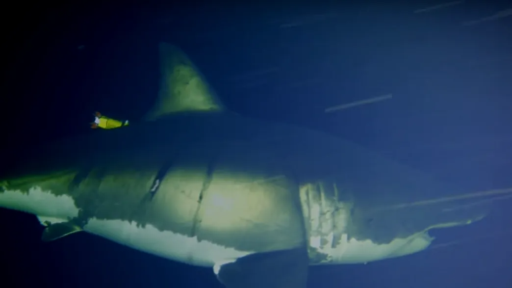 A Great White Shark is Seen Napping For the First Time Ever on Camera ...