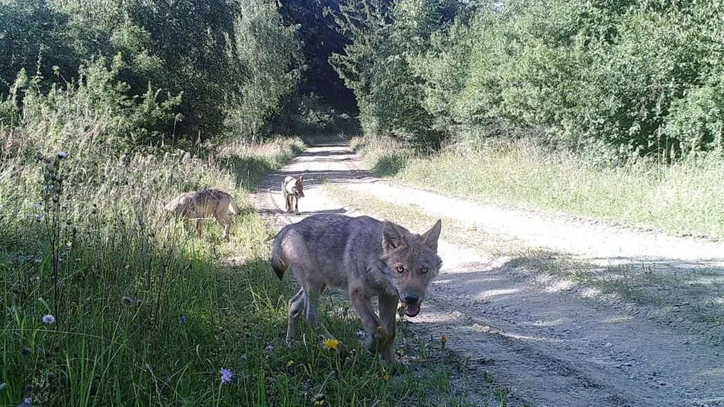 Wolves are Reproducing in Austria For the First Time in Over 100 Years ...