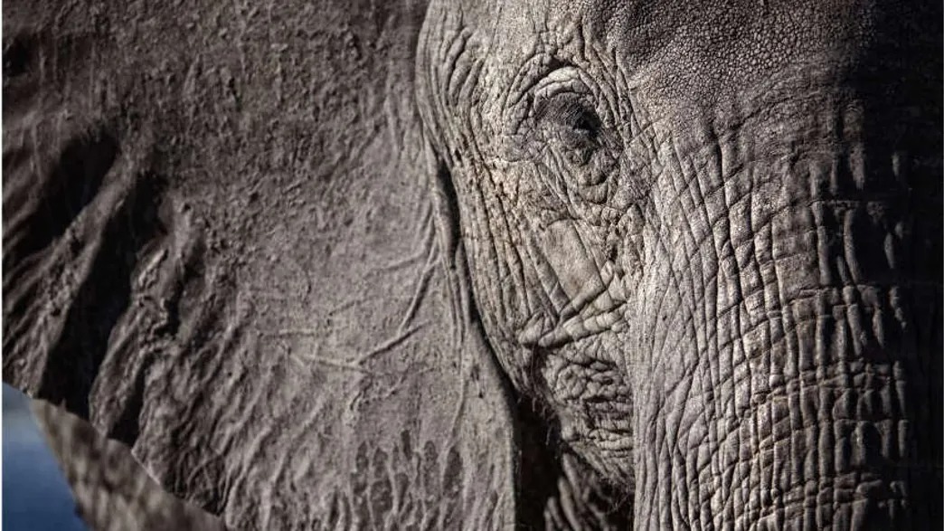 Hunter Killed After Shot Elephant Falls Over And Crushes Him - Hasan Jasim