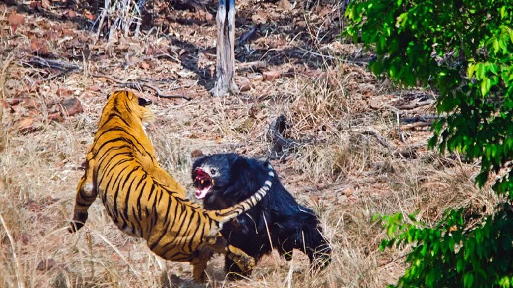 A Ferocious Fight Between a Bear and a Tiger was Captured on Film in ...