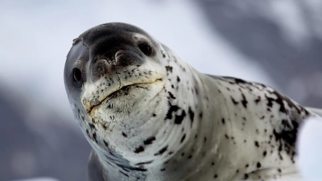 The Owner of The USB That was Found in Seal Poop has been Located, and ...
