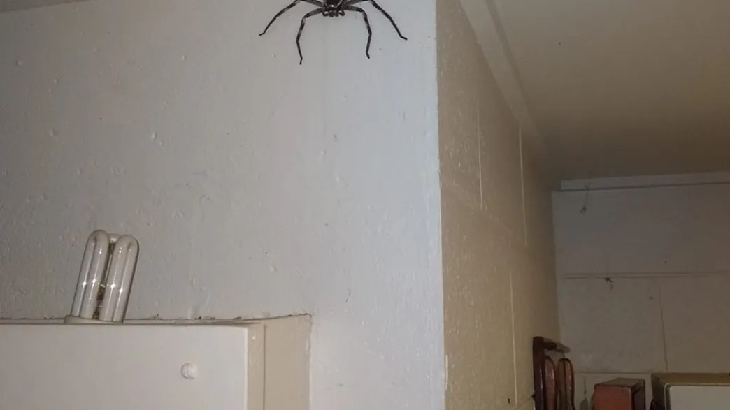 A Man From Australia Explains Why He Allowed a Spider The Size of His ...