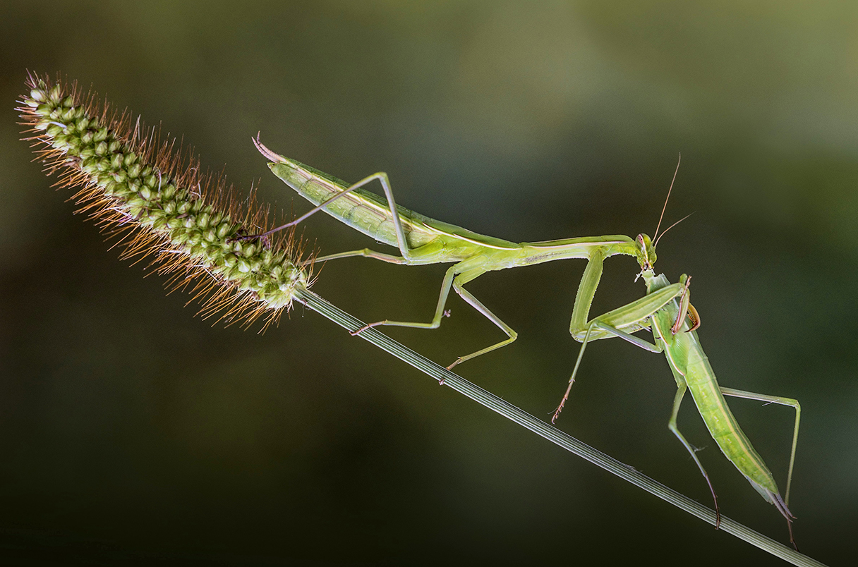 What Causes Certain Animals to Become Cannibalistic? - Hasan Jasim