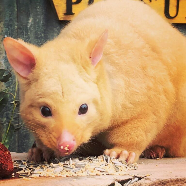 A Rare Golden Possum Found in Australia Resembles a Real-Life Pokemon ...