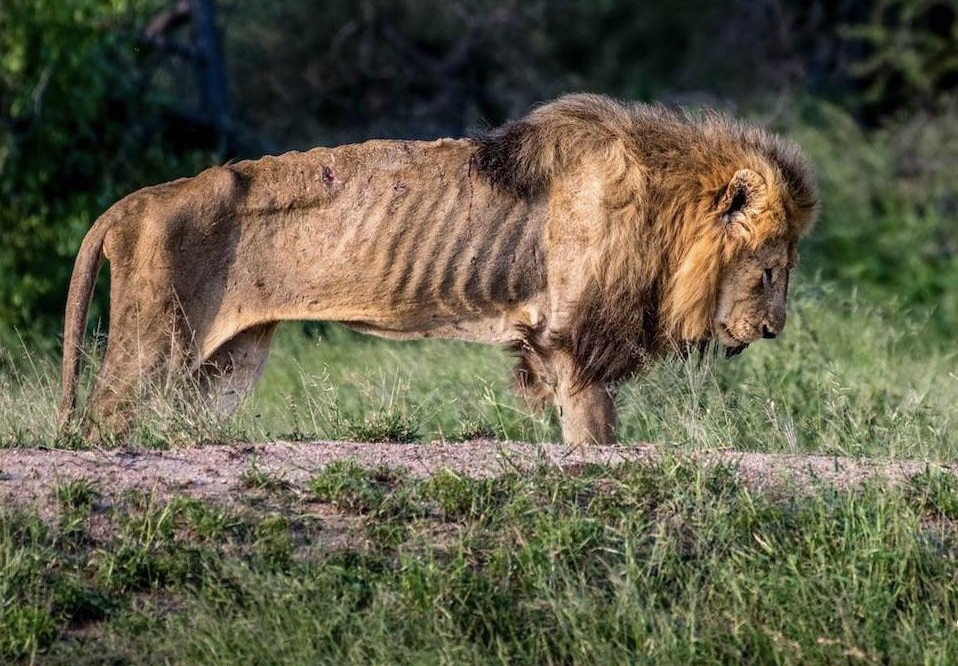 A King’s Last Breath: Heartbreaking Photos of a Lion’s Final Moments ...