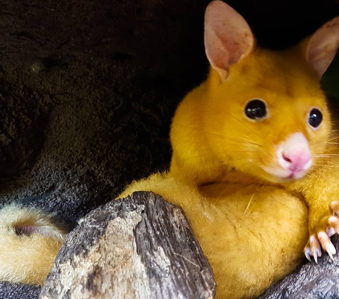 A Rare Golden Possum Found in Australia Resembles a Real-Life Pokemon ...